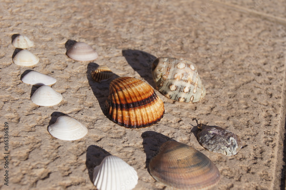 conchas marinas, océano, sea aesthetic, natura, hand references, mar ...