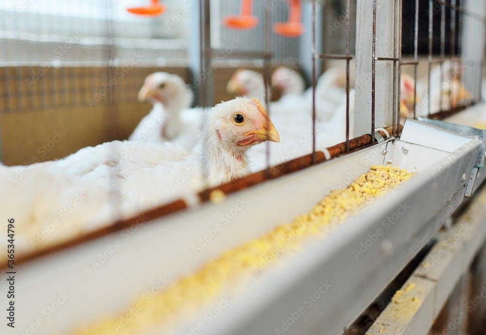 Poultry farm, raising broiler chickens. Adult chickens sit in cages and ...
