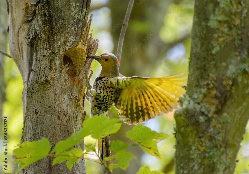 Female yellow shafted flicker woodpecker arrives at her nest in a hole ...