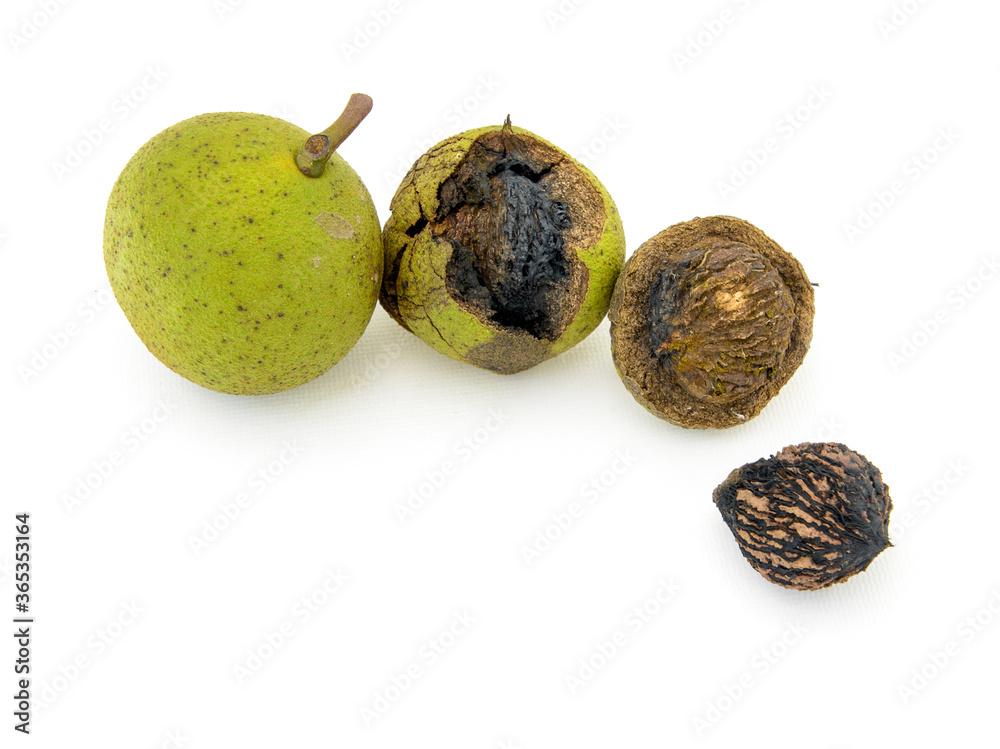 Wild black walnuts from the North American black walnut tree, Juglans ...