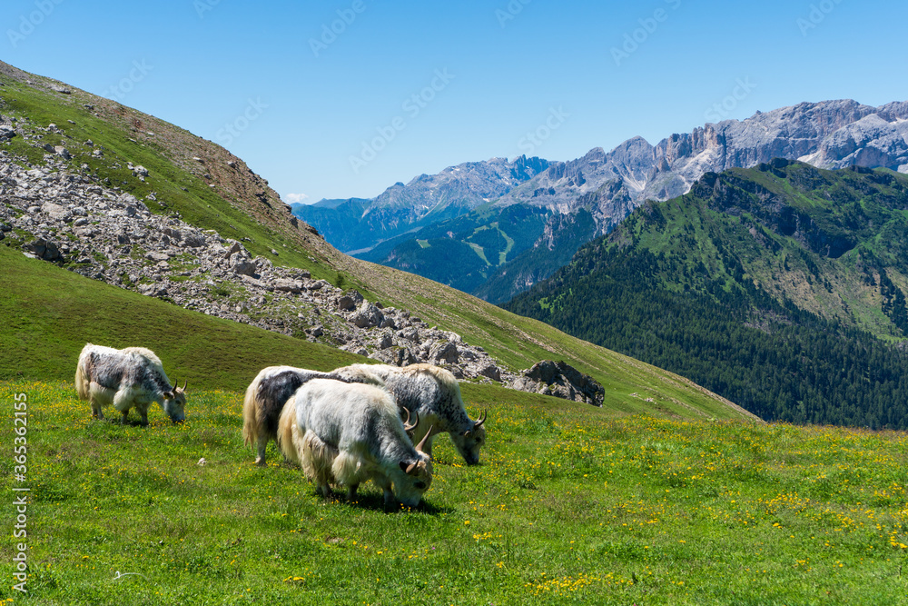 White & black yak in alpine mountains. Himalayan big yak in beautiful ...