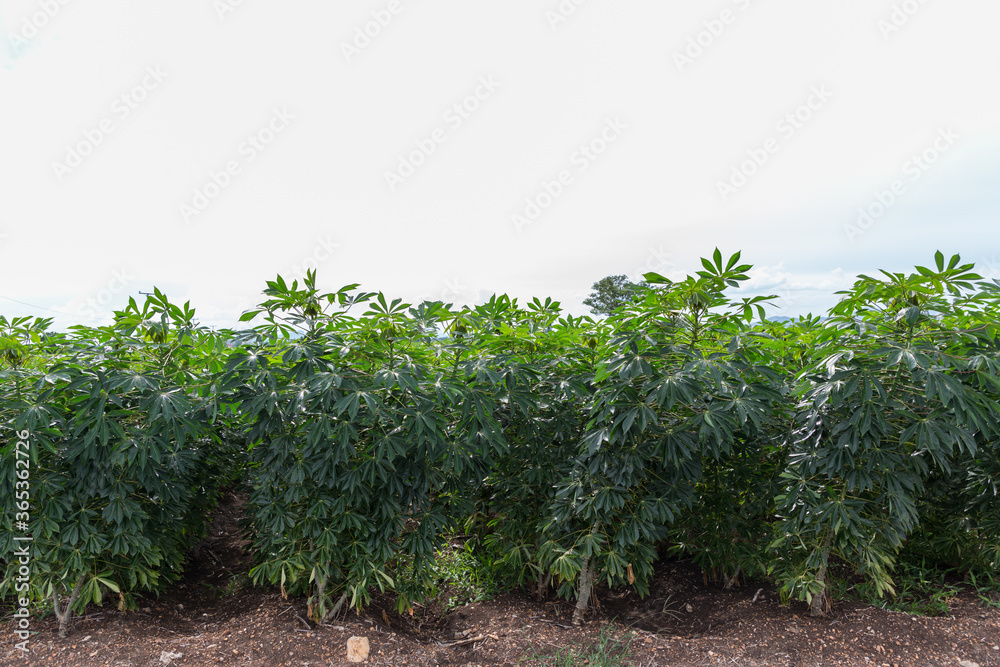 Foto de Cassava plantation in the field.Young shoots of green cassava ...