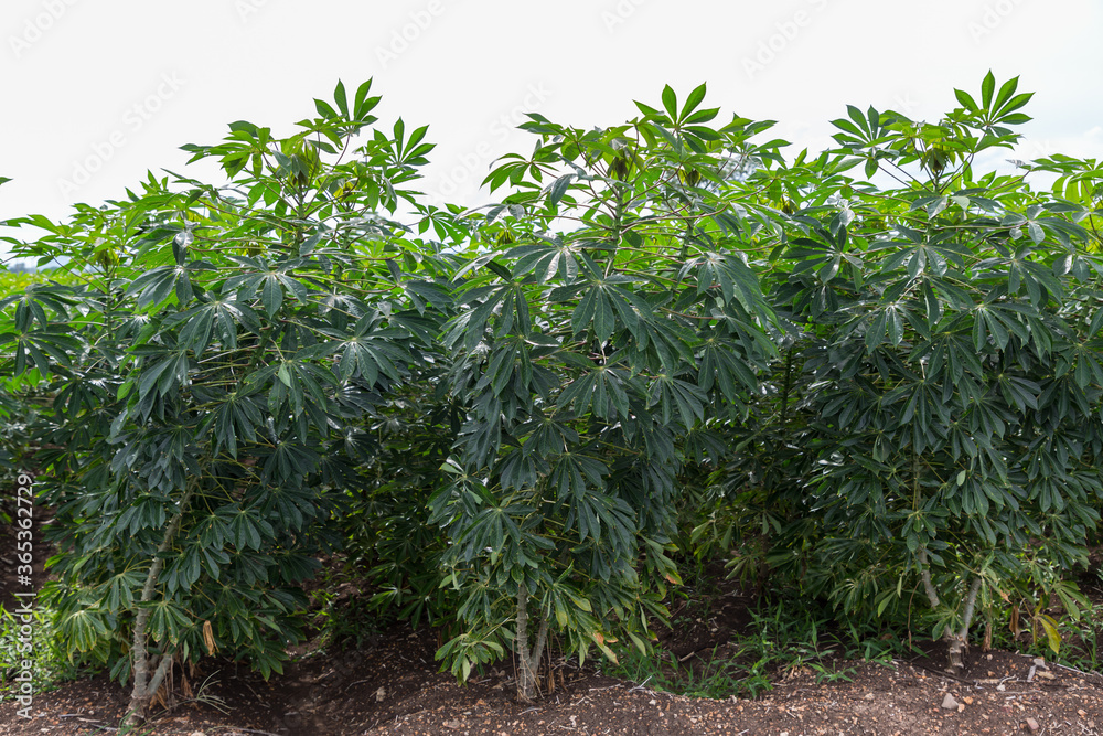 Cassava plantation in the field.Young shoots of green cassava. organic ...