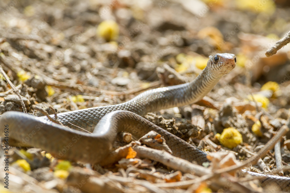 Indian rat snake (Ptyas mucosa) at Bharatpur Bird Sanctuary yawning on ...