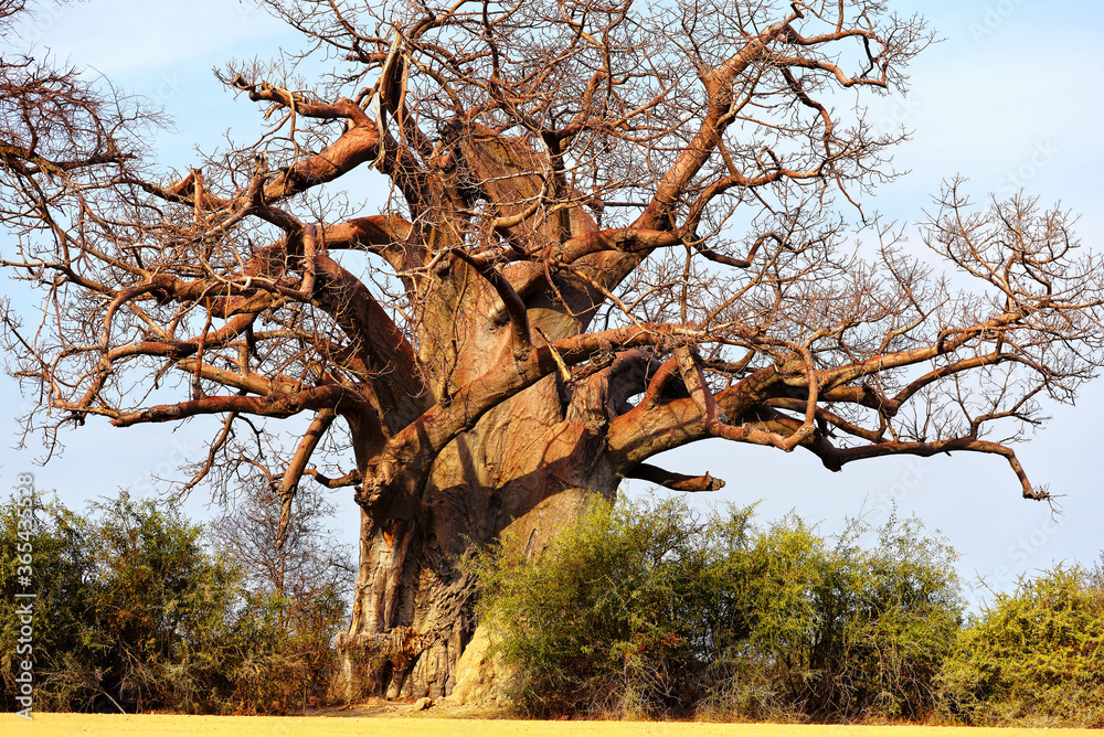 affenbrotbaum im mahangu park in Namibia Stock Photo | Adobe Stock
