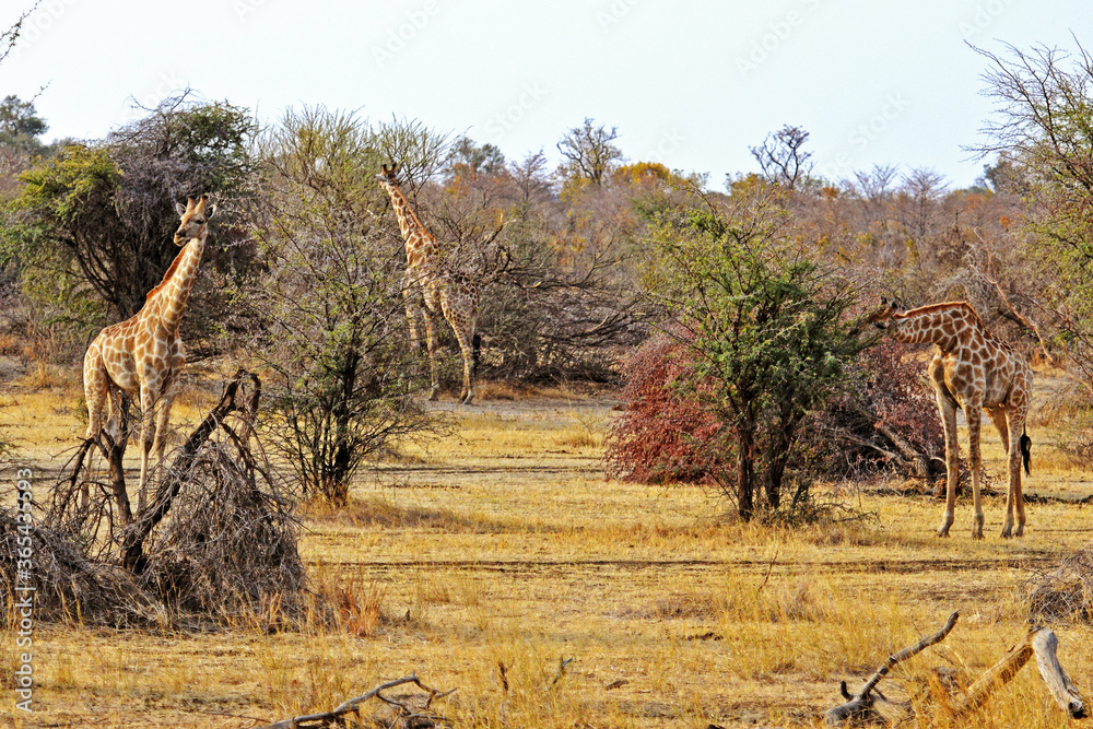 Giraffen bei der Nahrungsaufnahme im Mahangu Park in Namibia Stock ...