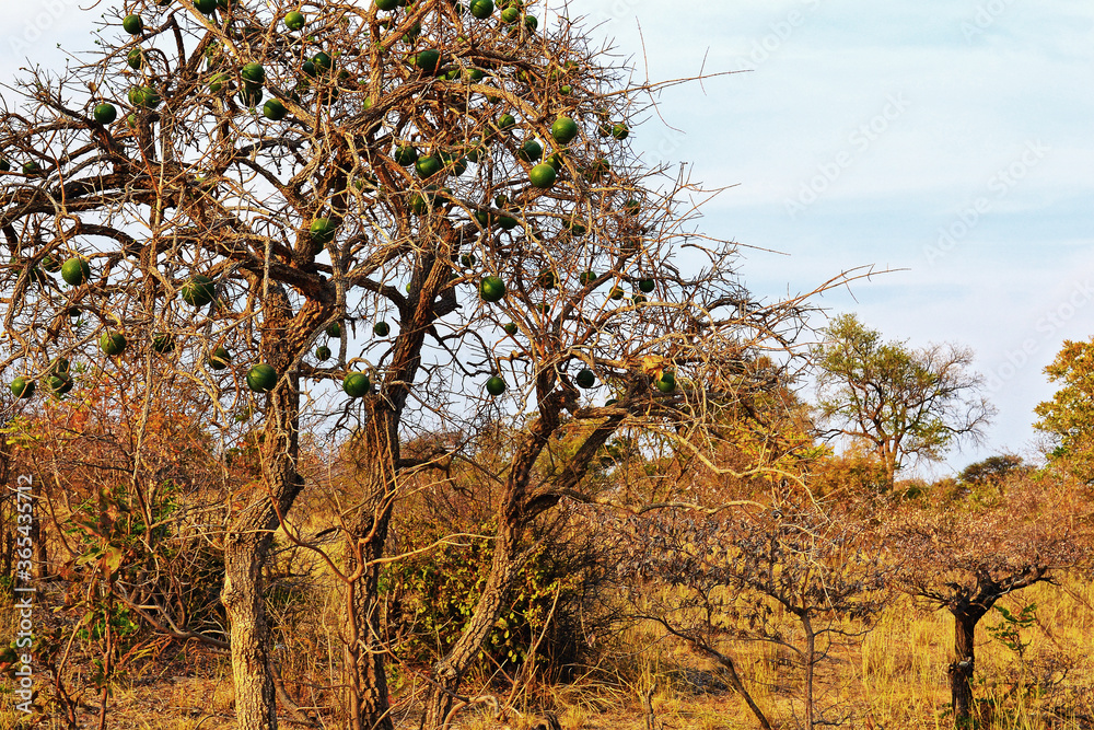 Marula Baum im Mahangu Park in Namibia Stock Photo | Adobe Stock