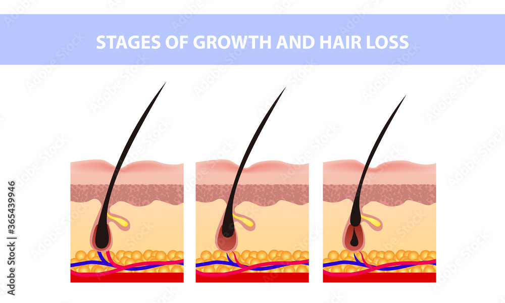 Hair Growth Phase , The hair growth cycle – ETKTD