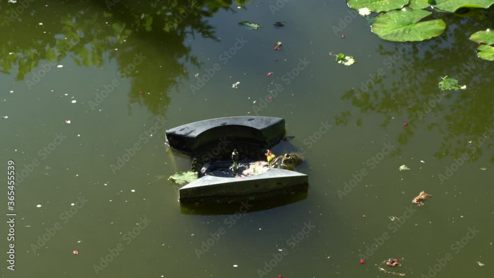 Skimmer Messner swims on surface of water in pond. Close-up. Beautiful ...