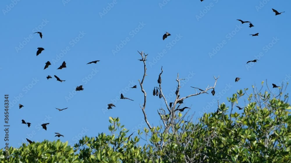Sunda and Malayan flying foxes (bats) flying above mangrove trees and ...