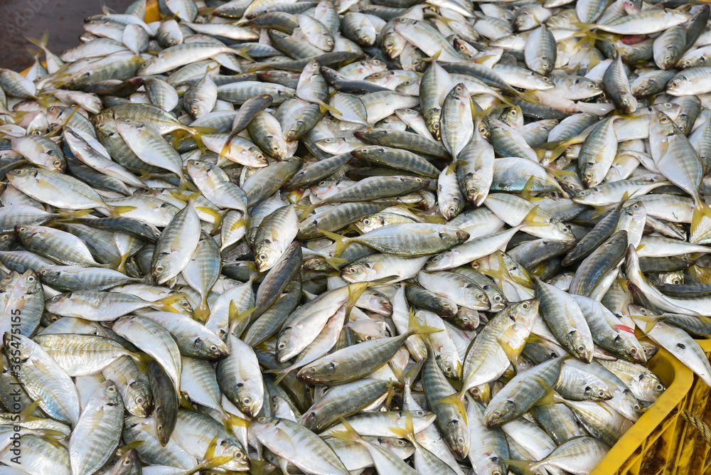 Sea food. Fish market in India. Raw Mackerel fish for sale. pelagic ...