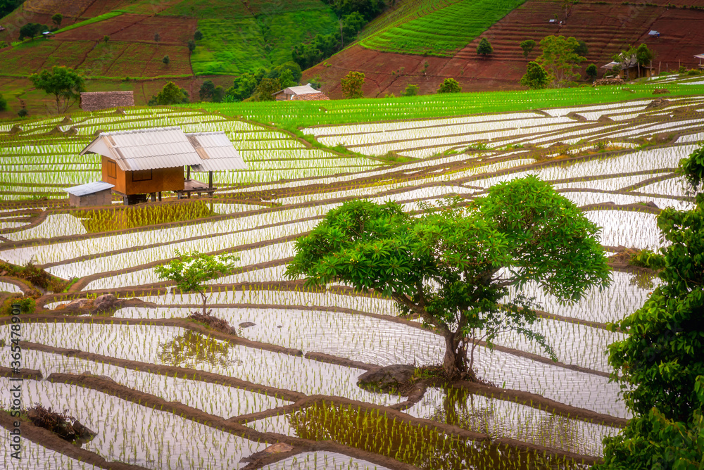 Beautiful scenery of rice terraces at Pa Bong Piang in northern of ...