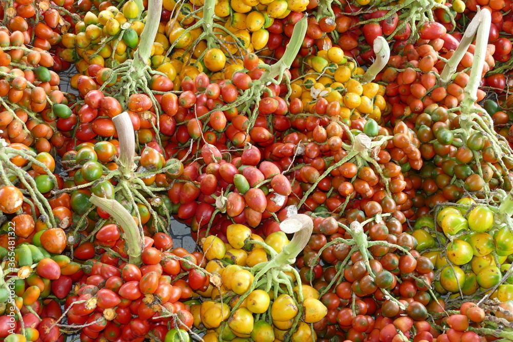 Pupunha fruits (Bactris gasipaes), an edible and delicate palm fruit ...