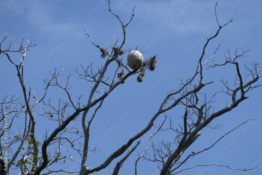 Huge nest of wild bees with a diameter of almost 1 meter, surrounded by ...
