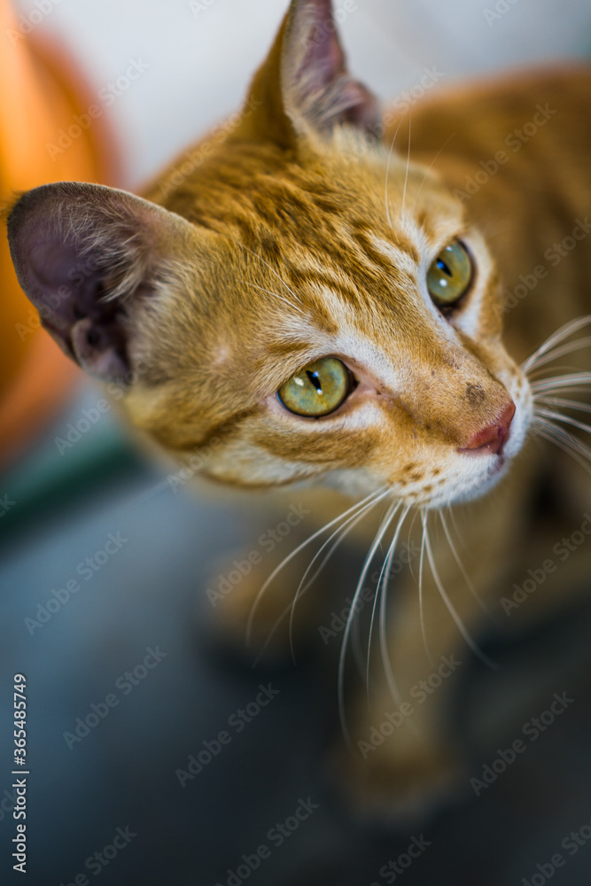 Indian billi breed also known as Indian common cat Stock-Foto | Adobe Stock