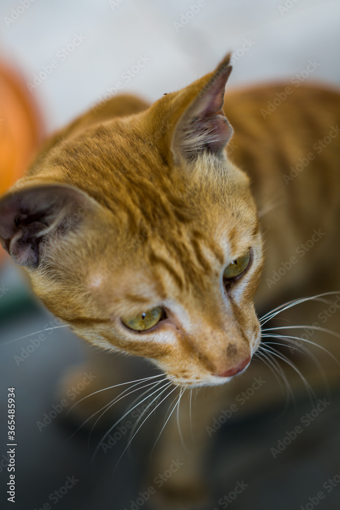 Indian billi breed also known as Indian common cat ภาพถ่ายสต็อก | Adobe ...
