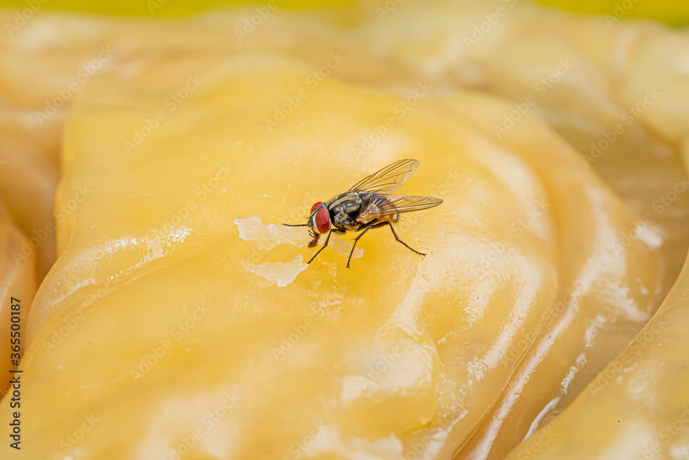 Flies On Open Food