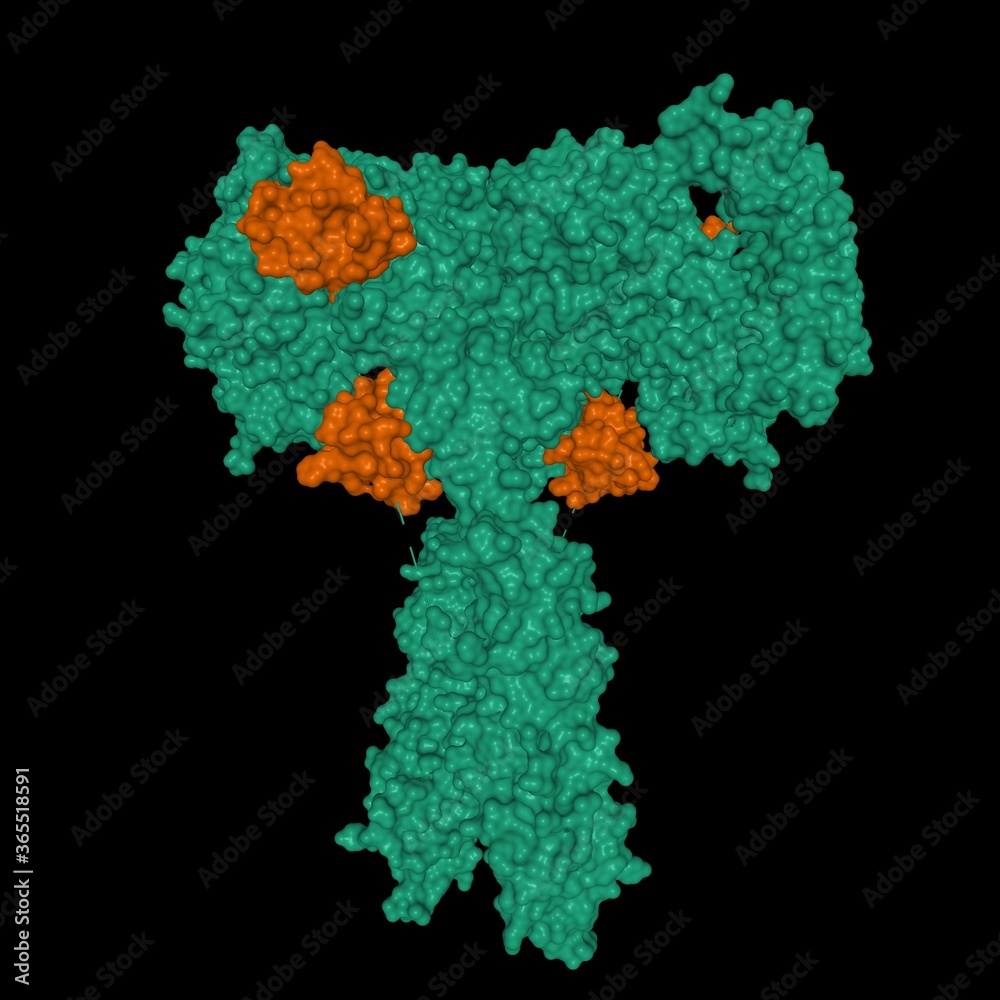 Structure of full-length insulin receptor (green) bound to four insulin ...