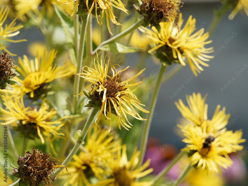 (Inula helenium) Fleur de Grande Aunée aux fleurons en forme de fines ...