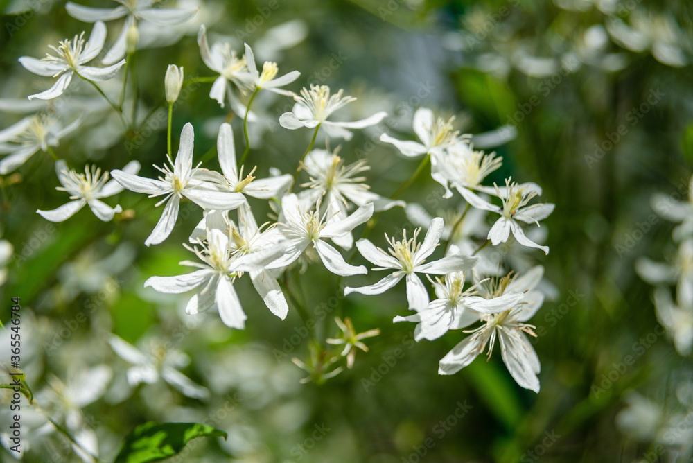 Small white flowers of Clematis recta or Clematis flammula or clematis ...