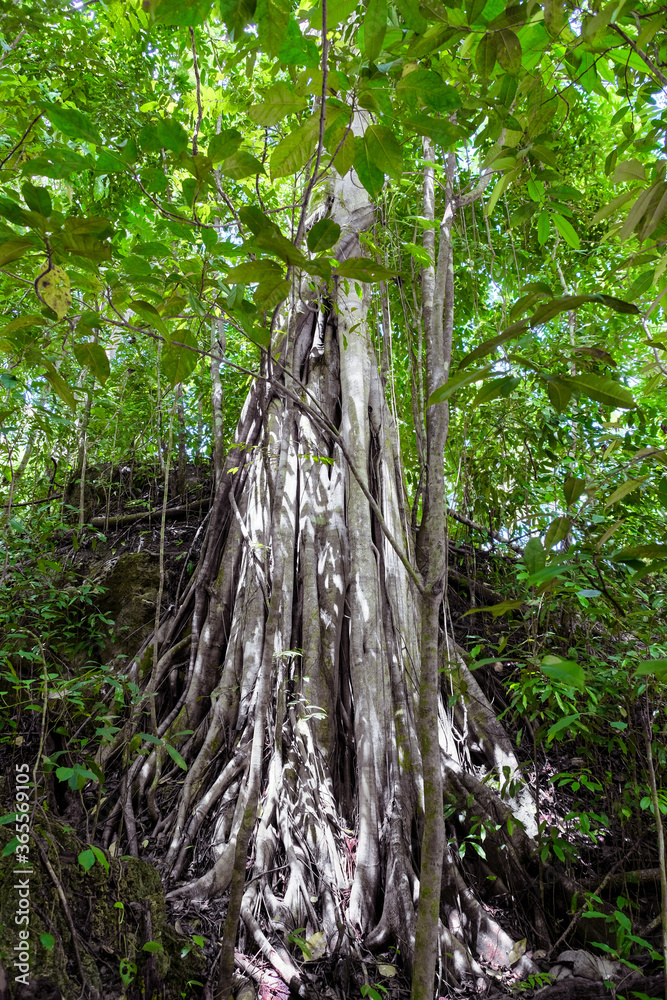 Big Kapok tree in Jamaica Stock Photo | Adobe Stock