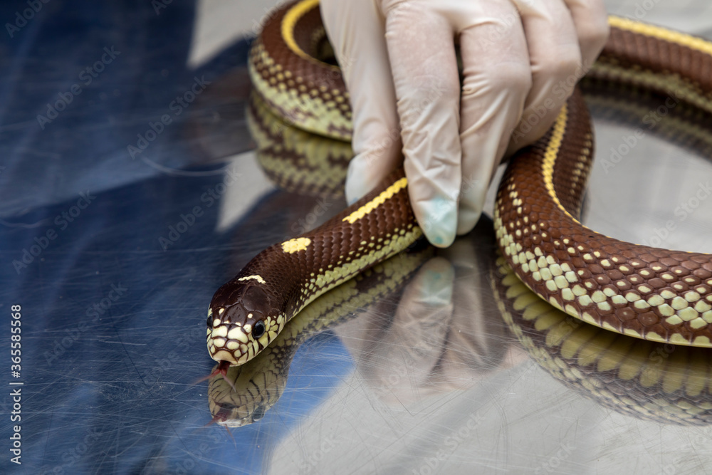 Veterinary doctor examining a king snake Stock Photo | Adobe Stock