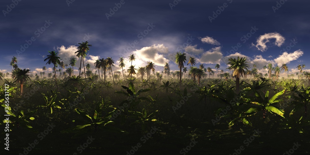 Jungle in the morning, HDRI, environment map , Round panorama ...