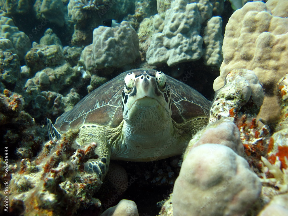 Big Green turtle on the reefs of the Red Sea. Stock Photo | Adobe Stock
