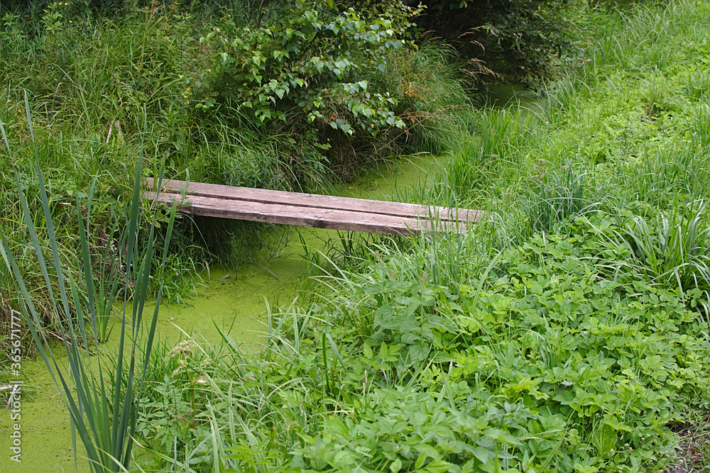 bridge over a swampy stream on the edge of the forest Stock Photo ...