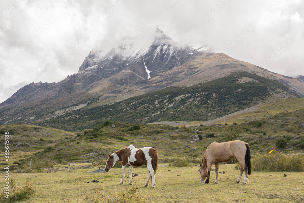 caballos pastando,Parque nacional Torres del Paine,Sistema Nacional de ...