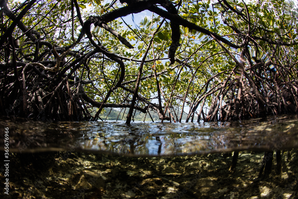 The tangled branches and prop roots of a mangrove forest provide shade ...