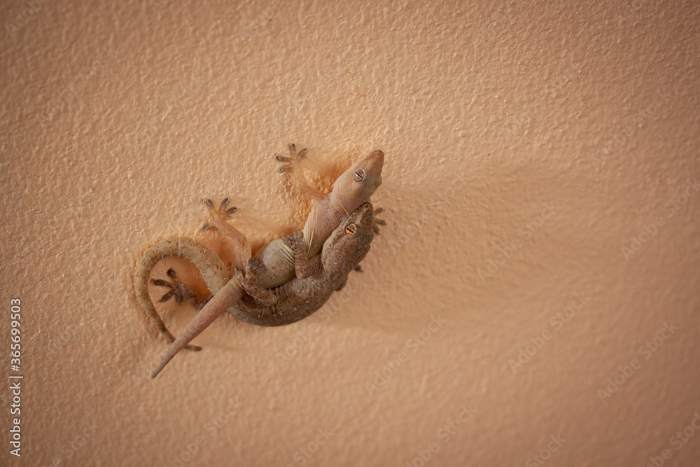 Two brown house lizards or little geckos are hugging each other on the ...
