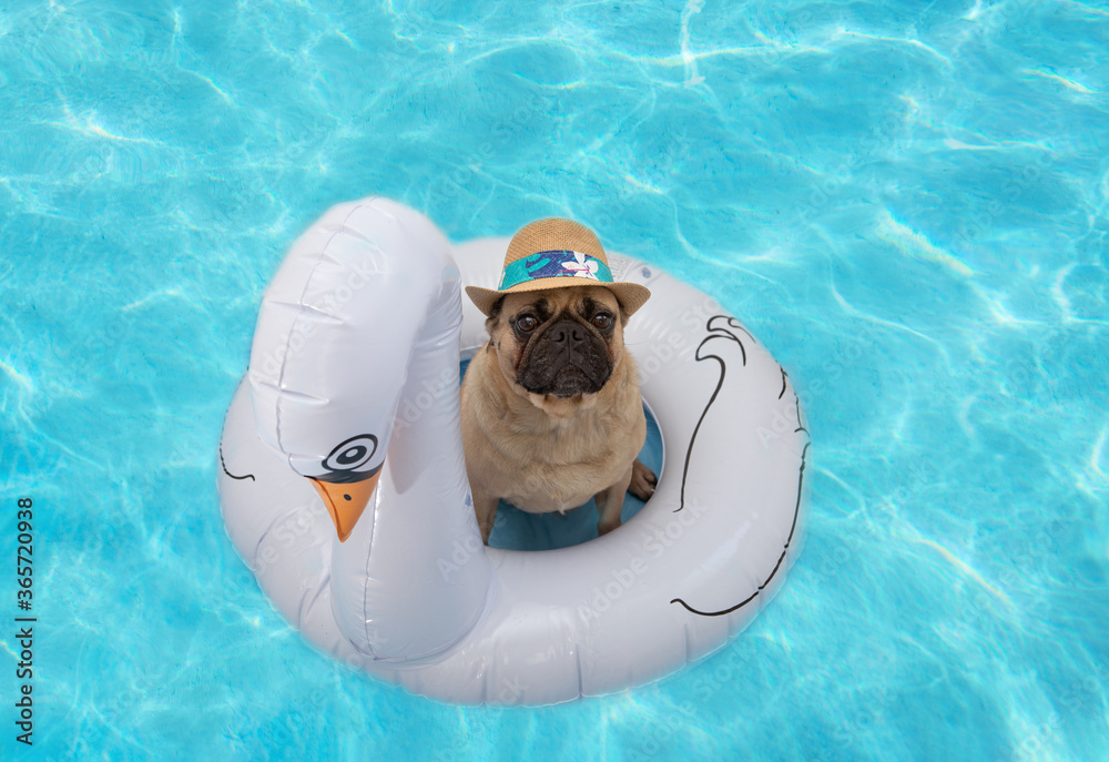 Cute pug dog floating in a pool on a floating swan and wearing a panama ...