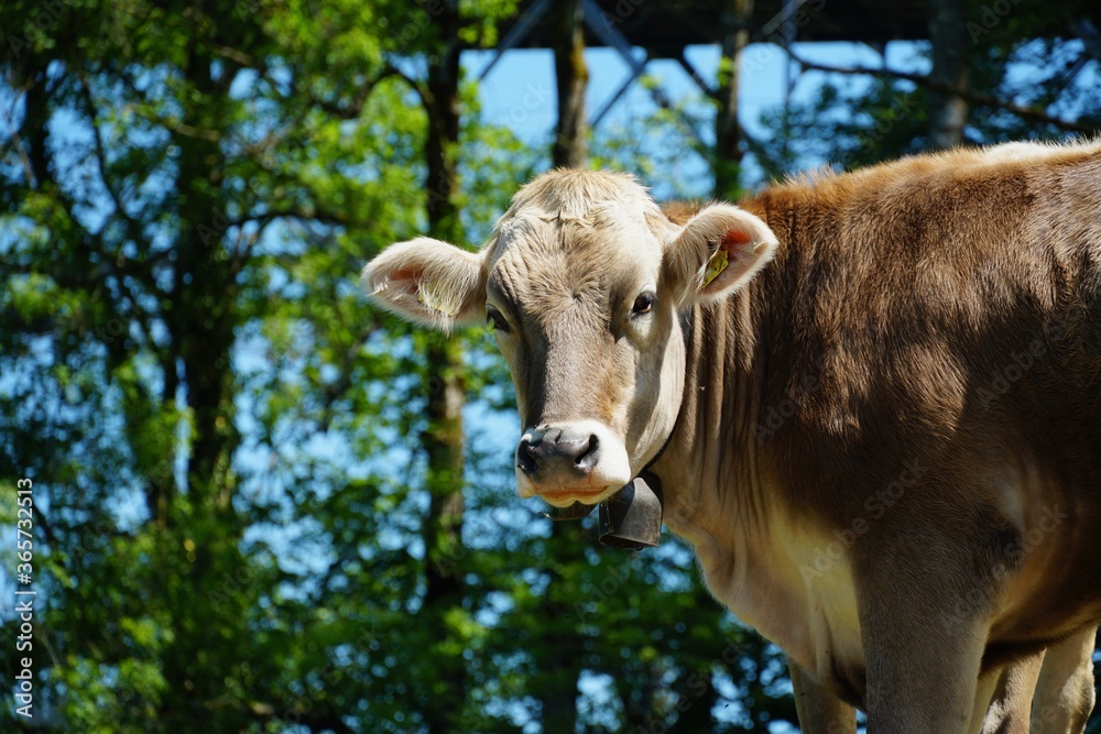 Head of a cow, Swiss brow breed in front view. Photo taken on the ...