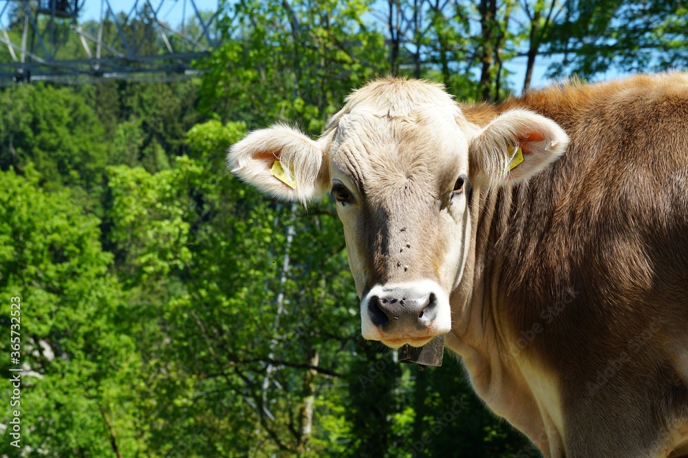 Head of a cow, Swiss brow breed in front view. Photo taken on the ...