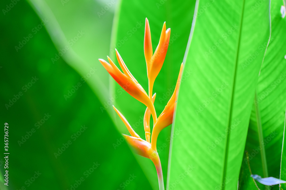 Yellow-red-orange heliconia psittacorum (parrot's beak, parakeet flower ...