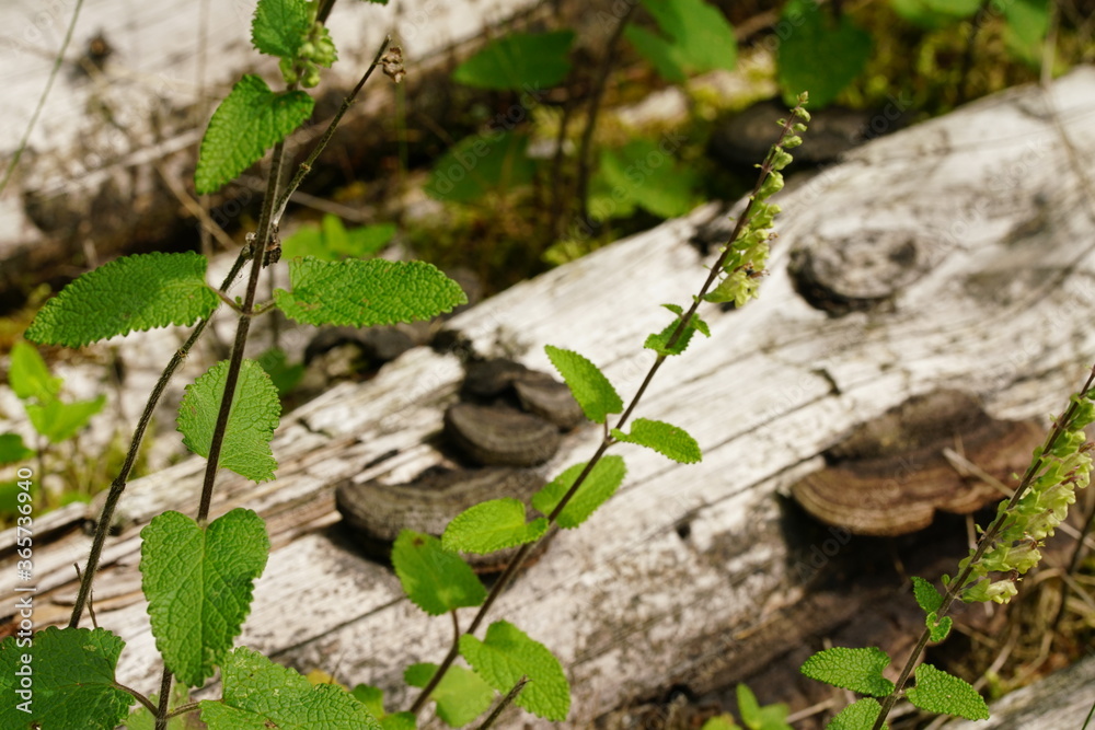 Totes Holz mit neuem Leben in Form von Pflanzen und Blumen Stock Photo ...