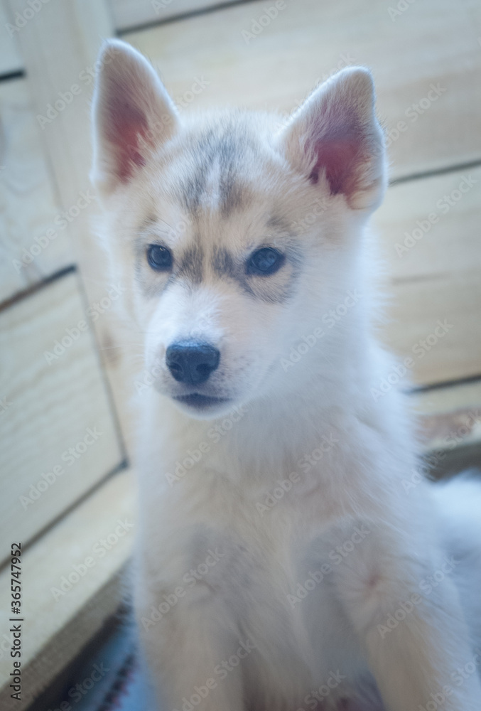 Light Grey Husky