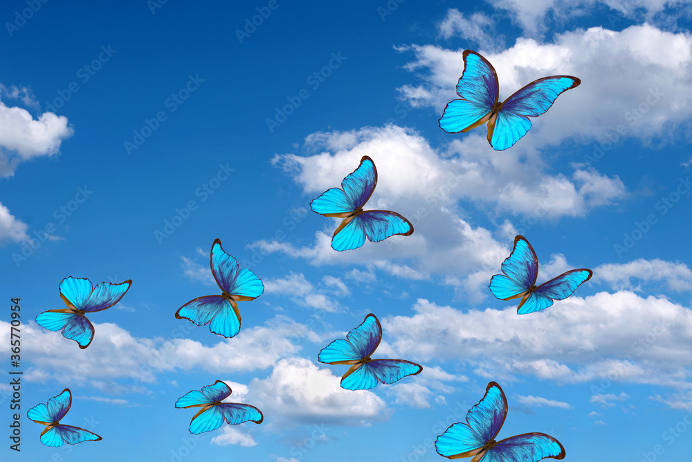 Blue Butterfly Flying In The Sky