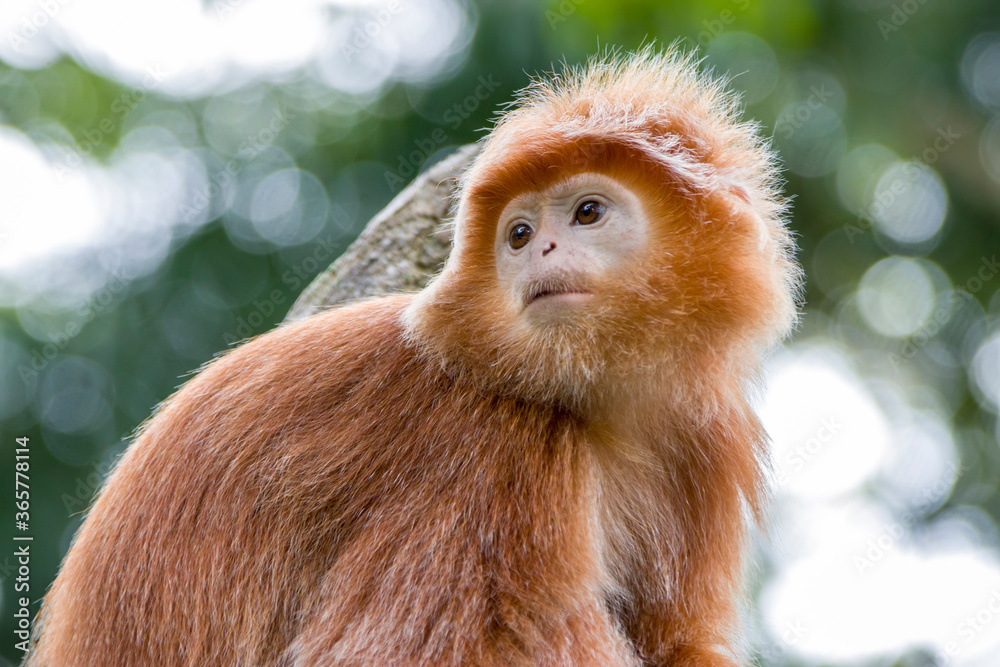The Javan lutung (Trachypithecus auratus) closeup image, also known as ...