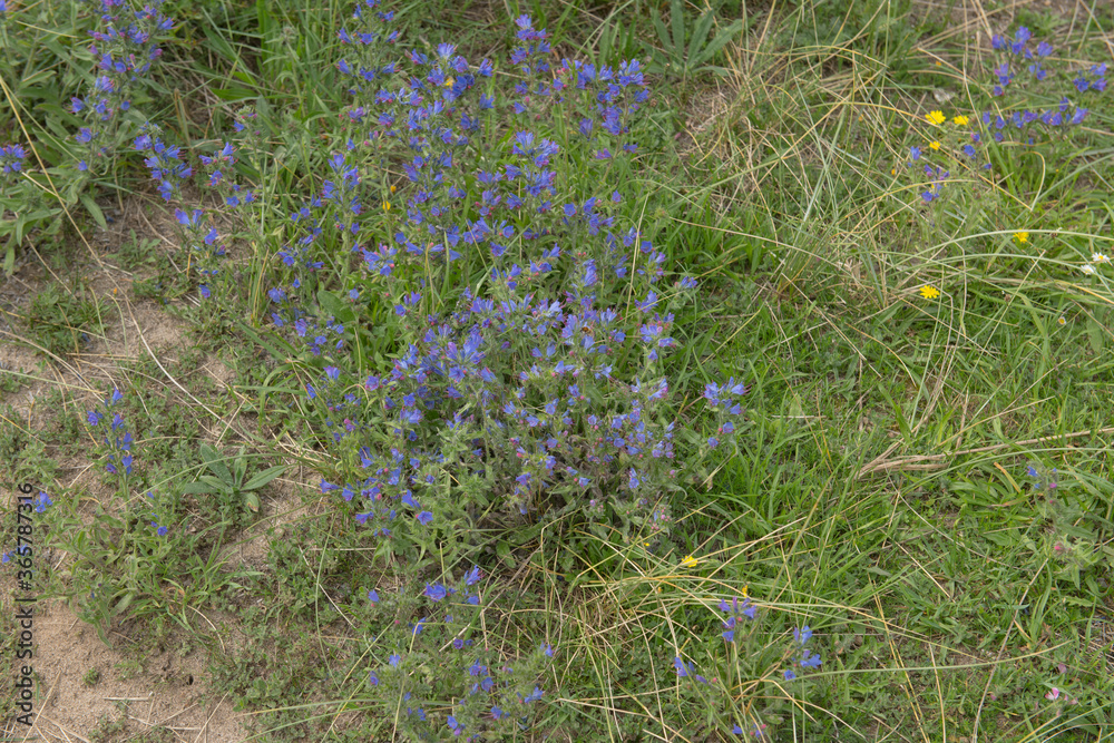 Summer Flowering Viper's Bugloss Wildflower (Echium vulgare) Growing in ...
