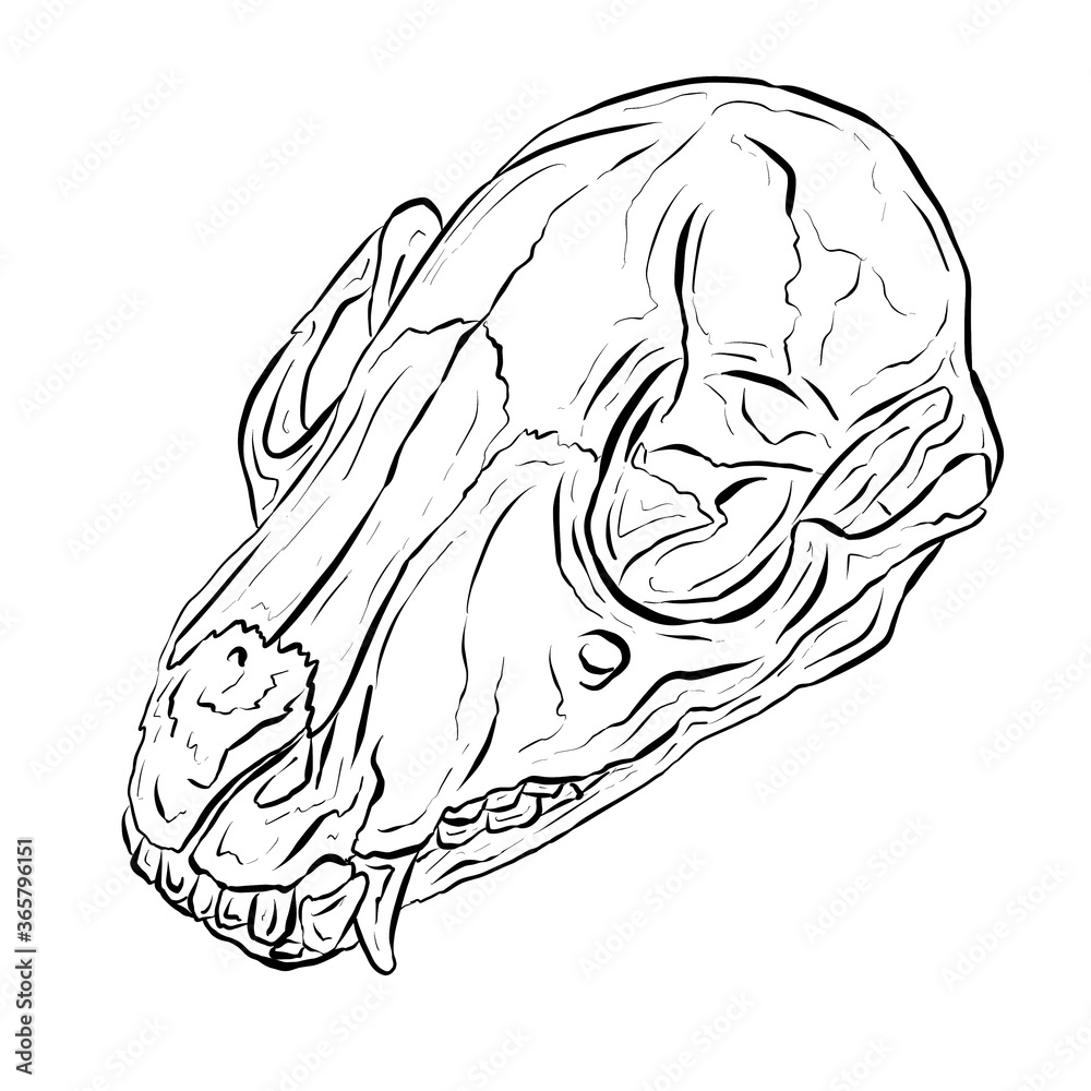 Animal Skull Line Drawing