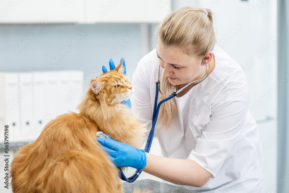 Vet doctor is making a check up of a adult maine coon cat with ...