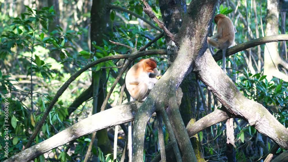 proboscis monkey (Nasalis larvatus) is sitting on a tree. Proboscis ...