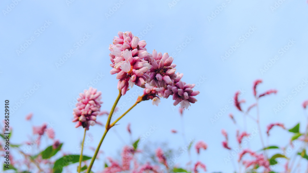 Persicaria hydropiper (Polygonum hydropiper) smartweed, water-pepper ...