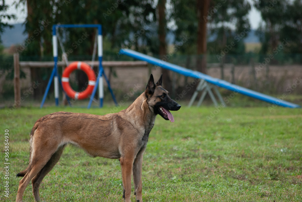 Pastor Belga Malinois Stock Photo | Adobe Stock