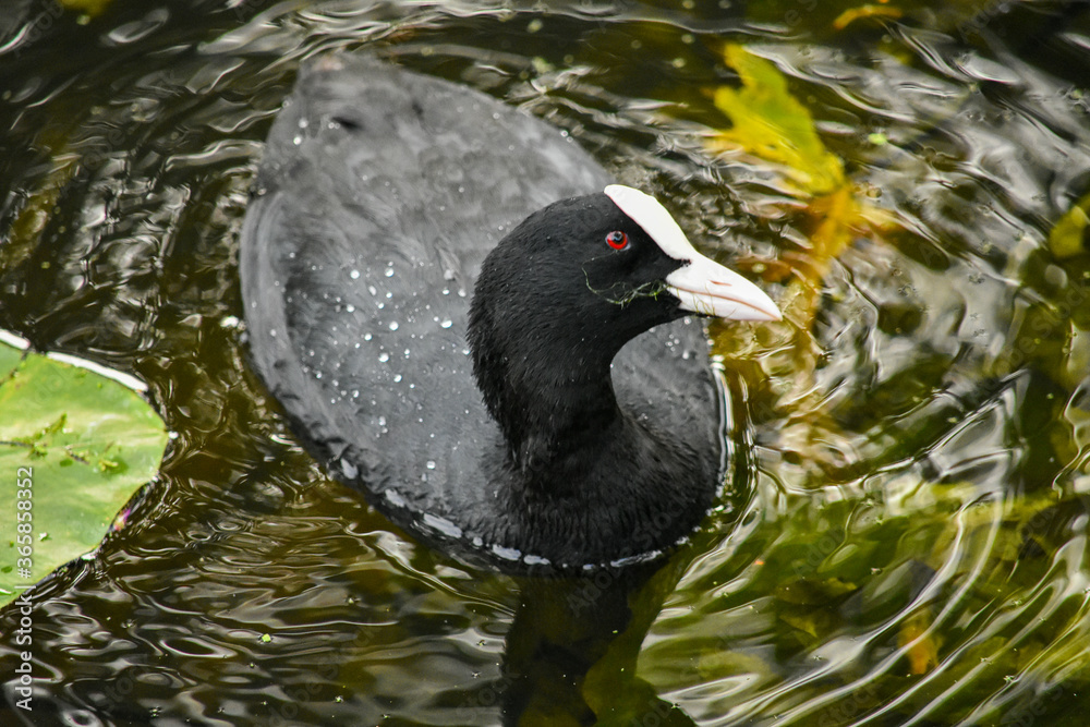 Eurasian coot, having a weed in its beak, curiously looking into the ...