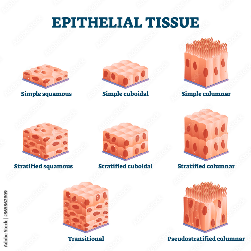 Epithelial tissue with labeled squamous, cuboidal and columnar examples ... Epithelial tissue with labeled squamous, cuboidal and columnar examples ...