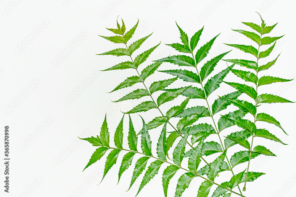 Fresh green neem leaves on white background. Stock Photo | Adobe Stock