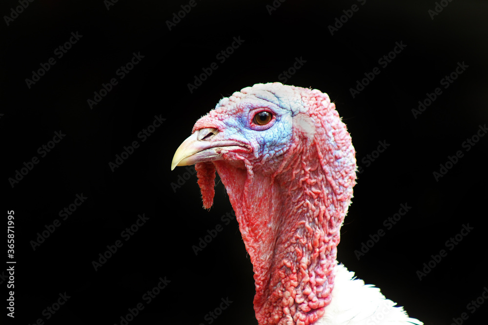 Portrait of a domestic turkey, showing off his vibrant red throat and ...